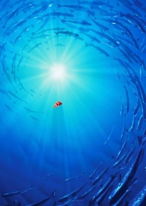Fan Casting Amy Sedaris as Deb/Flo in Finding Nemo (Live Action) on myCast