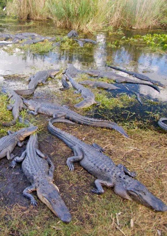 Florida Swamps the series Fan Casting on myCast