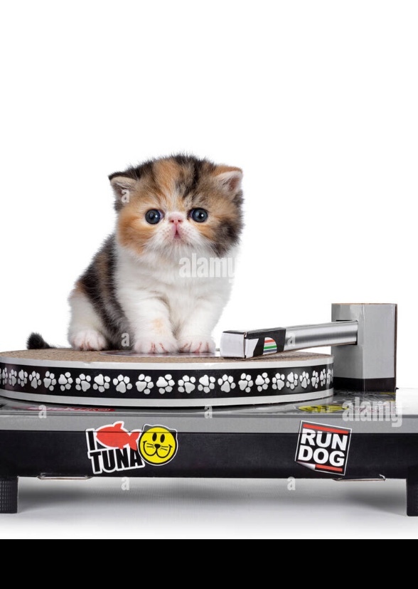 Funky Cats Fan Casting on myCast