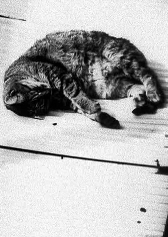 Funky Cats Fan Casting on myCast