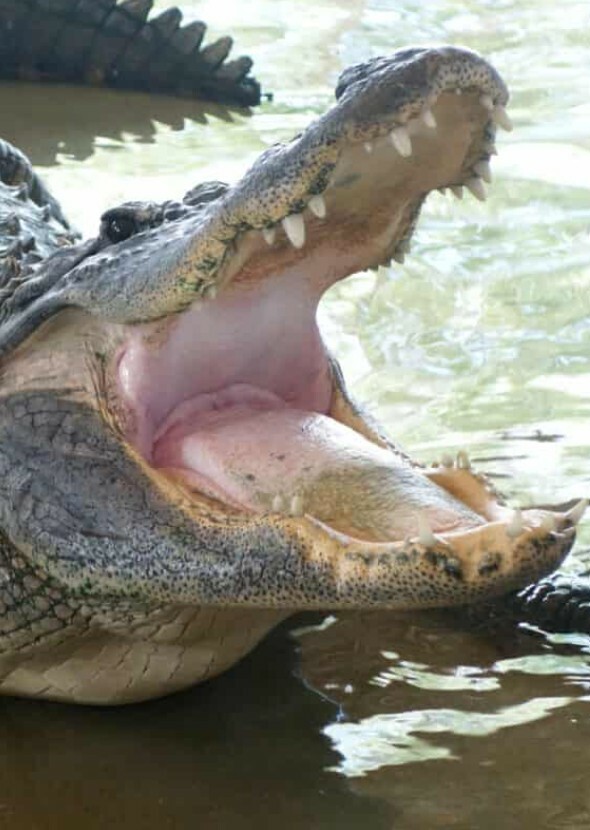 Gator Country Fan Casting on myCast