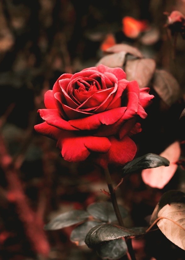 Girl Twins Fan Casting on myCast