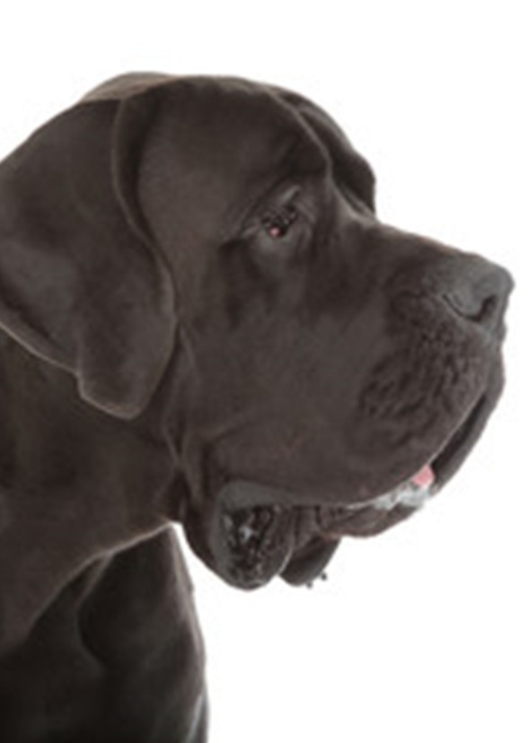 Good Dog Fan Casting on myCast