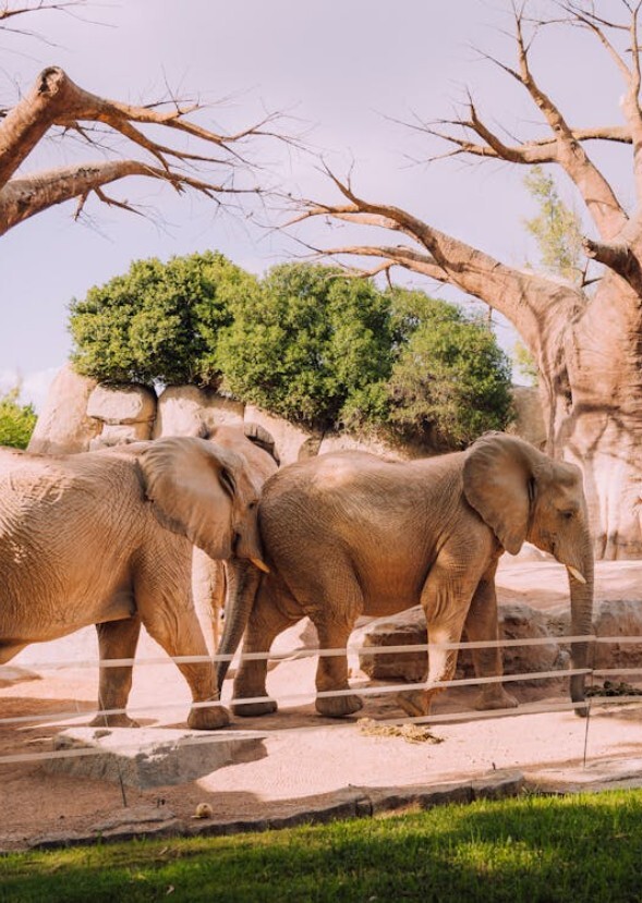 John Ball Zoo Fan Casting for If this Animal Species was in this Zoo or ...