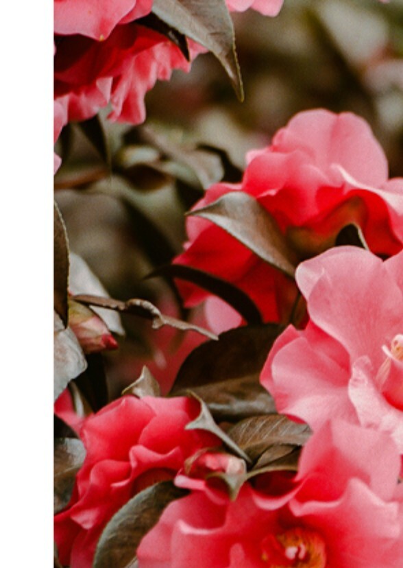 James Gunn's DCU Fan Casting on myCast