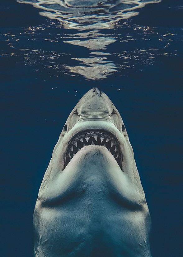 Jaws 18: Origins (2013) Fan Casting on myCast