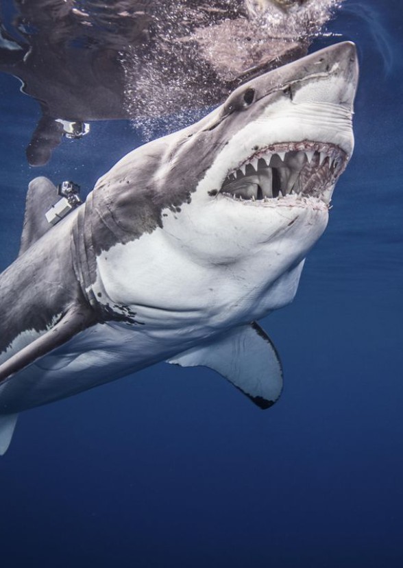 Charles Epting Vansant Fan Casting for Jersey 1916 | myCast - Fan Casting Your Favorite Stories