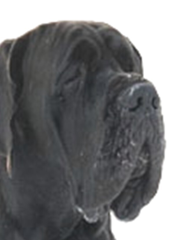 Fan Casting Taryn Delanie Smith and her Great Dane Bruce as Great Dane ...