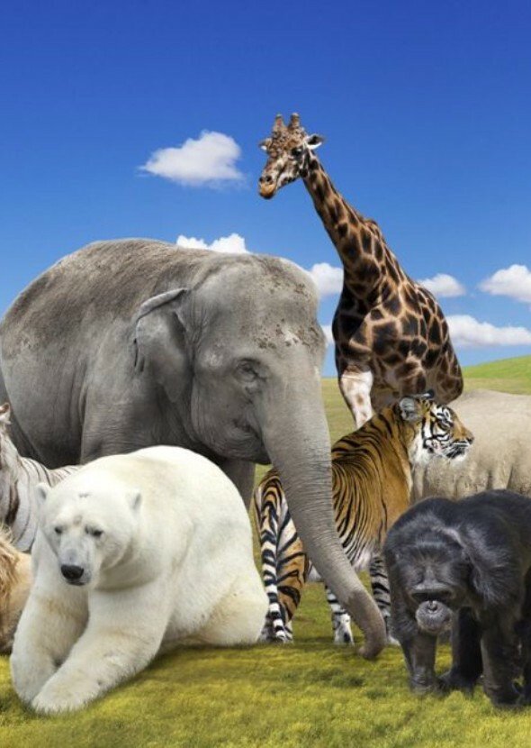 Lion Fan Casting for Meet the Animals (Documentary Series) | myCast ...