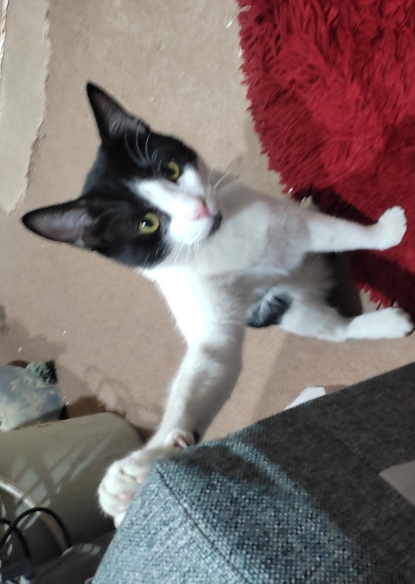 My cat Fan Casting on myCast