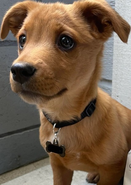 Charlie and the factory Chocolate Fan Casting on myCast