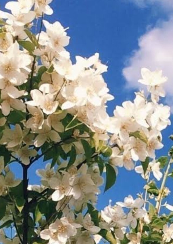 My mycast journal entries Fan Casting on myCast