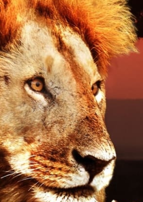 MyCast users as African Animals Fan Casting on myCast