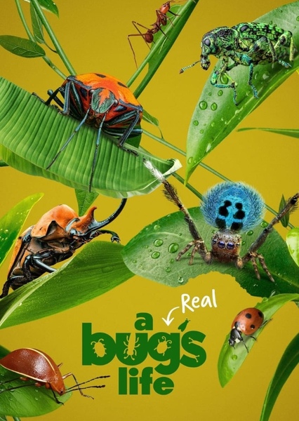 National Geographic's A Real Bug’s Life Fan Casting on myCast
