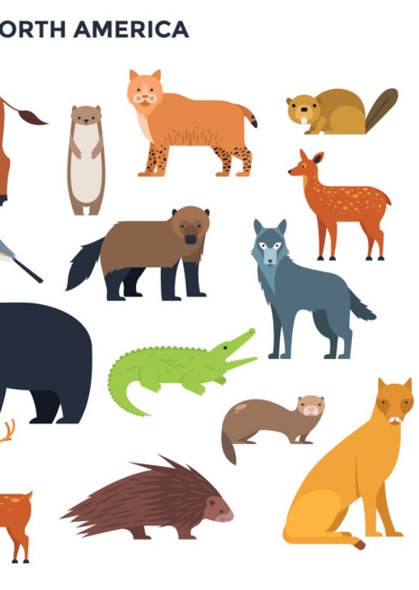 North America (Animated series) Fan Casting on myCast