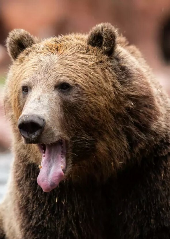 North America (PBS Nature Series) Fan Casting on myCast