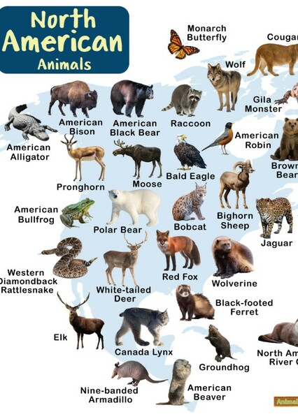 Anthony Guidera Fan Casting