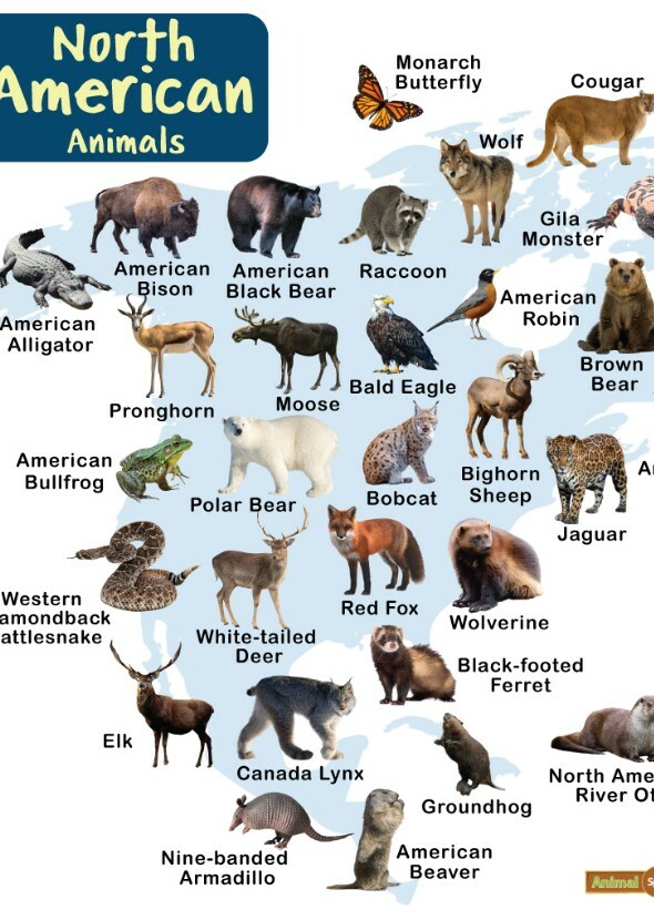 North American Animals Fan Casting on myCast