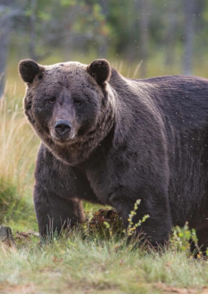 Fran (Power Rangers Jungle Fury) on myCast - Fan Casting Your Favorite ...