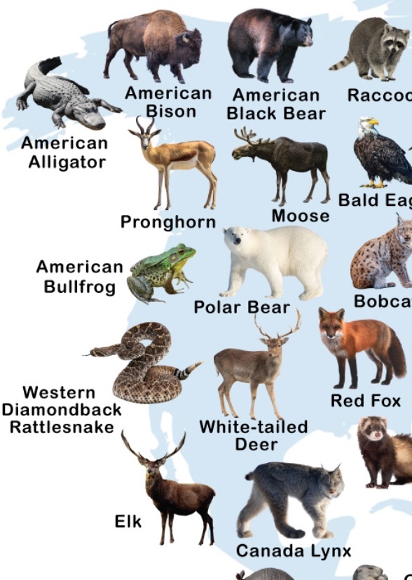 North American animals the series 🐊🐻🦌🦬🦅🐺🦫🐿 Fan Casting on myCast