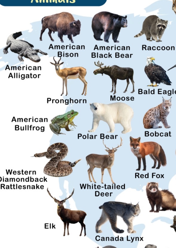North American Forest Animals List