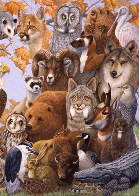 North American Animals (tv series) (new official verison) Fan Casting ...