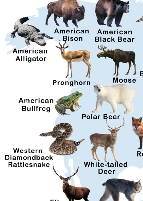 North American Animals (voice actor reference) Fan Casting on myCast