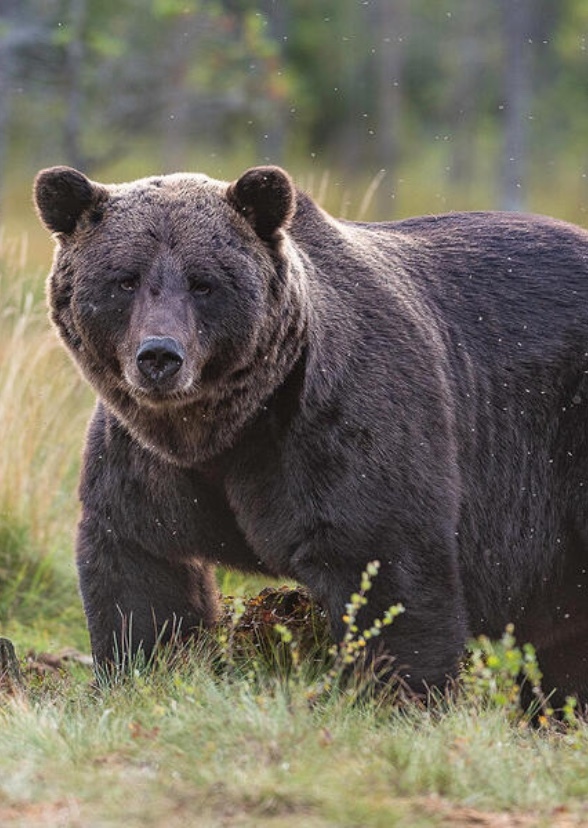 Find an Actor to Play Grizzly Bear in North American Animals voice ...
