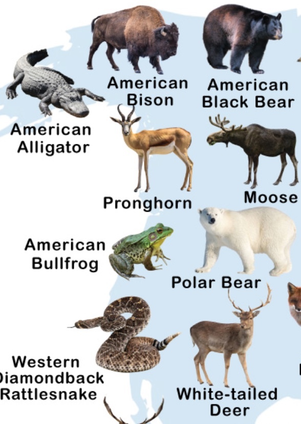Cat Fan Casting for North American Wildlife the series | myCast - Fan ...