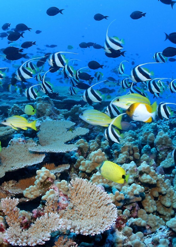 Ocean Fan Casting on myCast