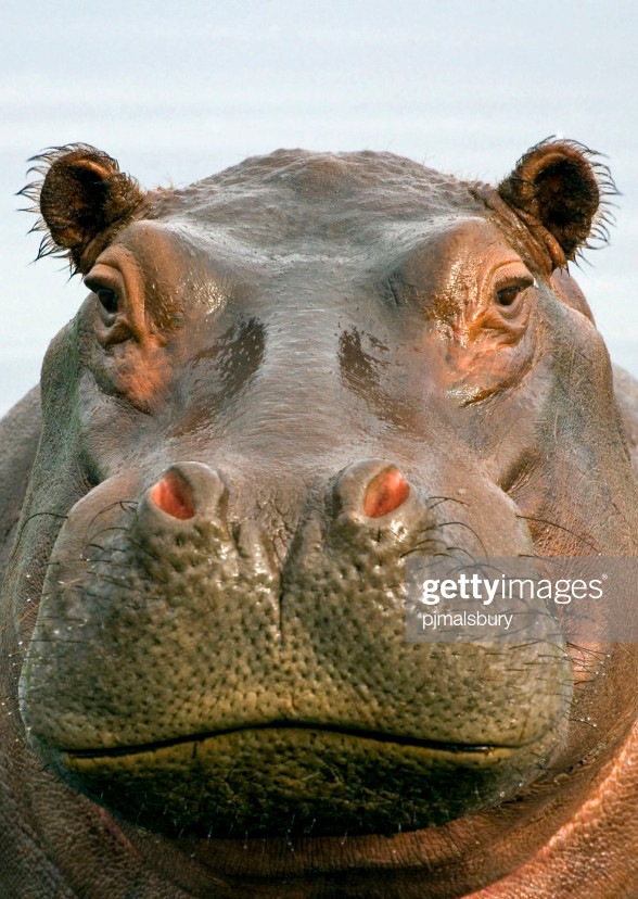 Patrick the Hippo (Walt Disney Pictures) Fan Casting on myCast