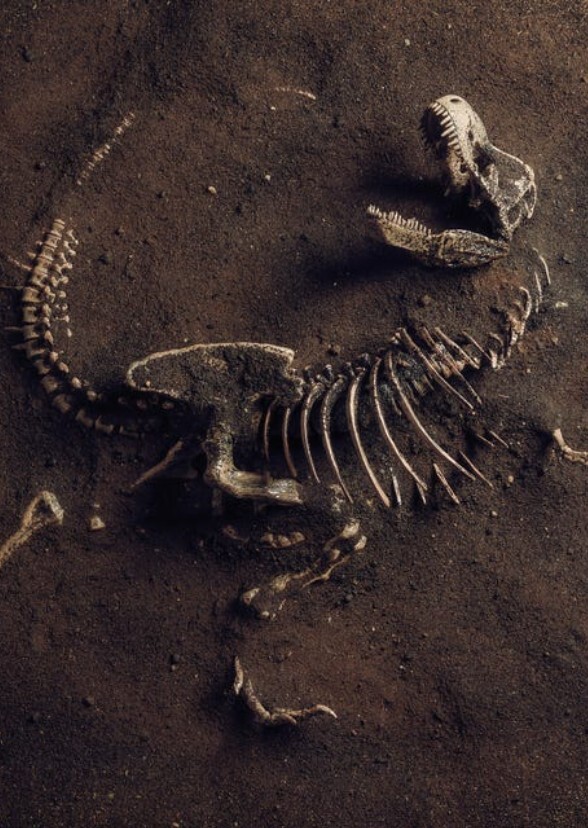 Pteranodon Fan Casting for Prehistoric Museum | myCast - Fan Casting Your Favorite Stories