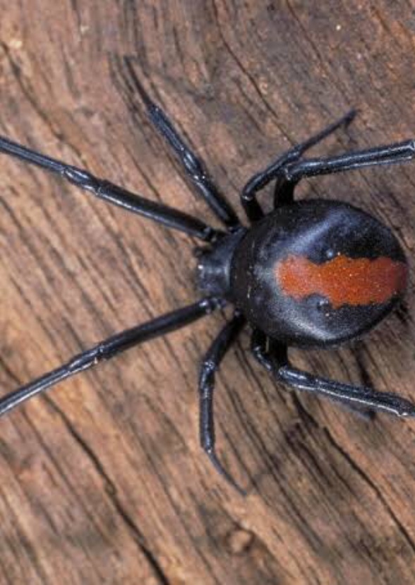 Redback, multi dimensions Fan Casting on myCast