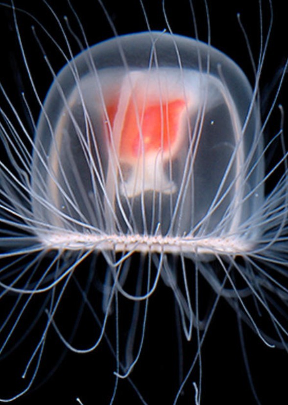 Redvee: Immortal Nights Fan Casting on myCast