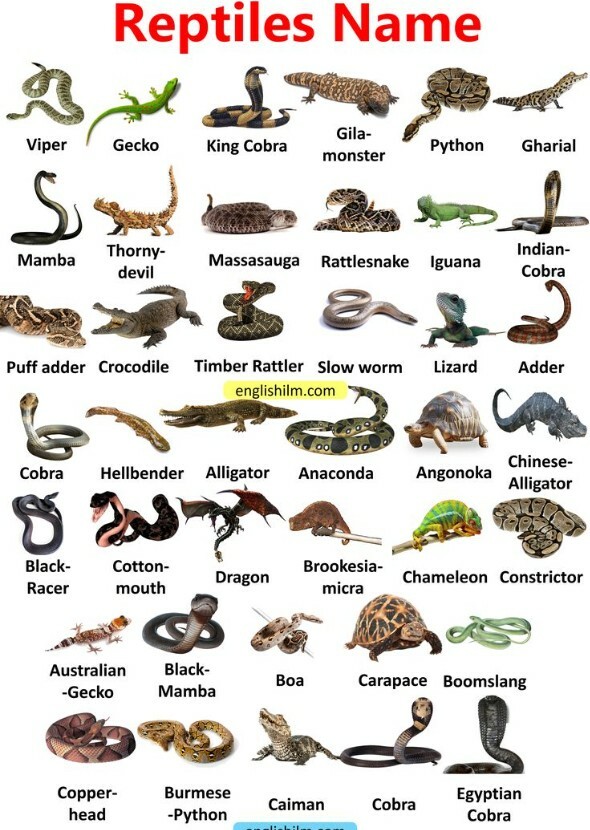 Reptiles Fan Casting on myCast