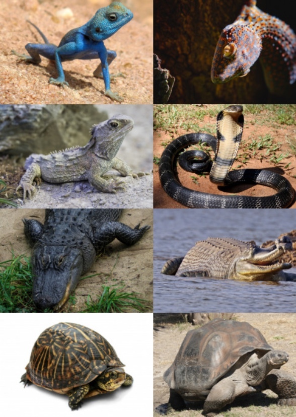 Reptiles (tv series) Fan Cast | myCast.io