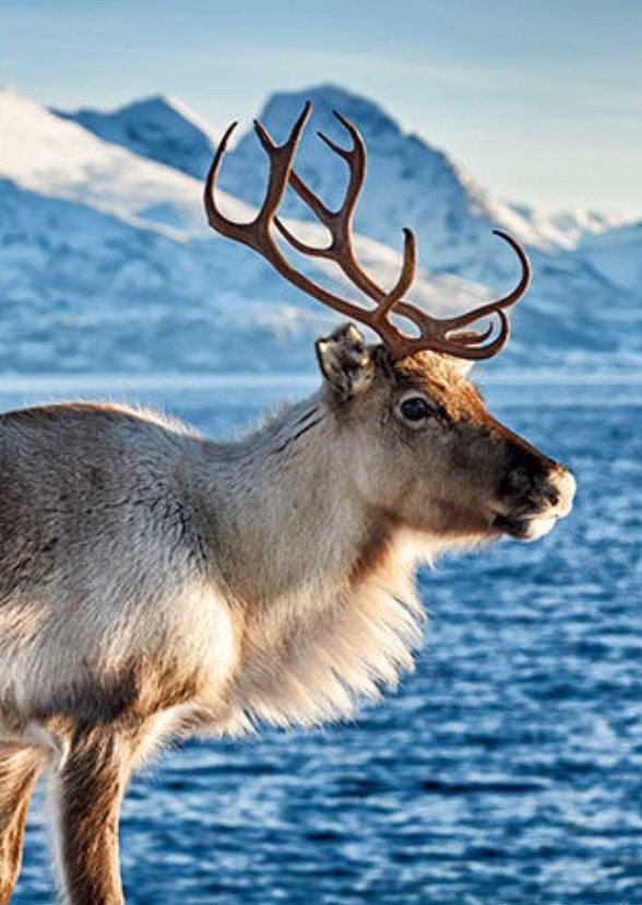 Rudolph (grown up ) Fan Casting for Rudolph The Red-Nosed Reindeer ...