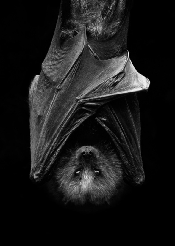 Sam Rami's Batman Fan Casting on myCast