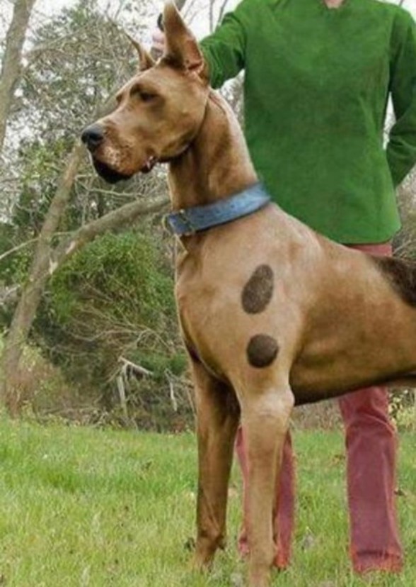 Sooby-Doo: Season 1 Episode 2 Fan Casting on myCast