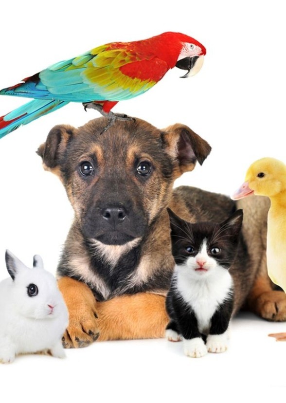 Fan Casting Anna Popplewell and her dog as Dogs in Sorting Fictional ...