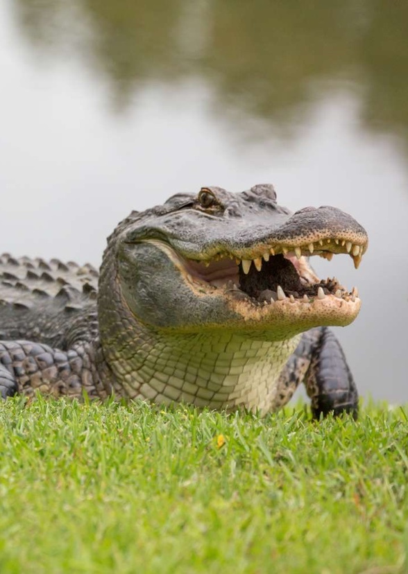 The Alligator Show Fan Casting on myCast