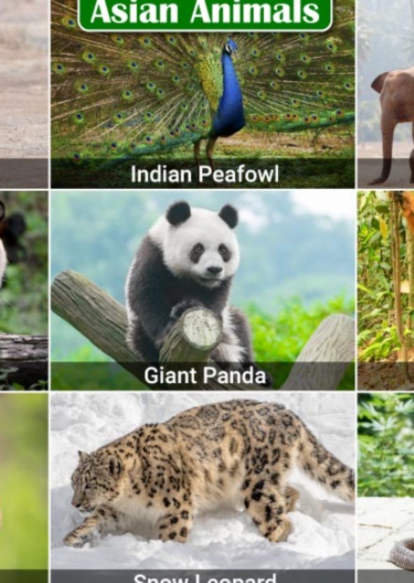 The Asian Animals Fan Casting on myCast