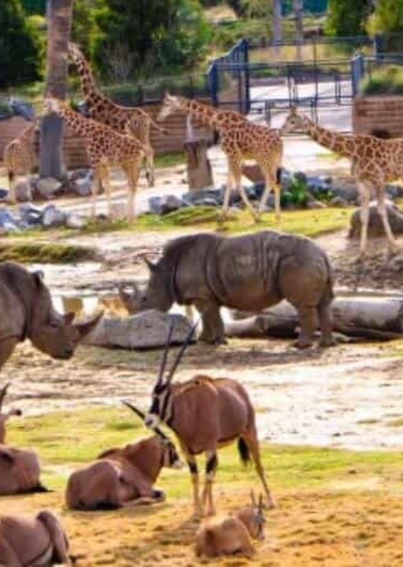 Fan Casting Beijing Zoo as The Best Zoo in The Best Zoos and Safari ...