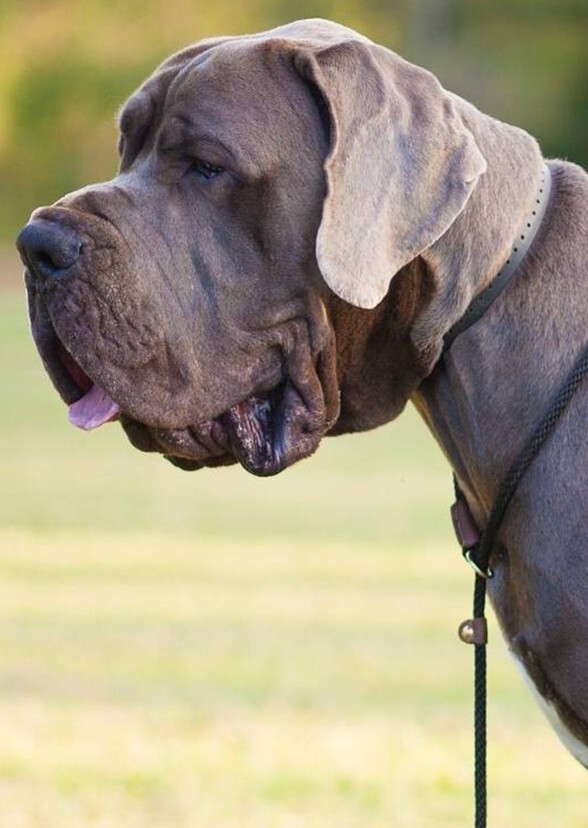Fan Casting Jane Perry and her Great Dane Harley as Gentle Giant in The ...