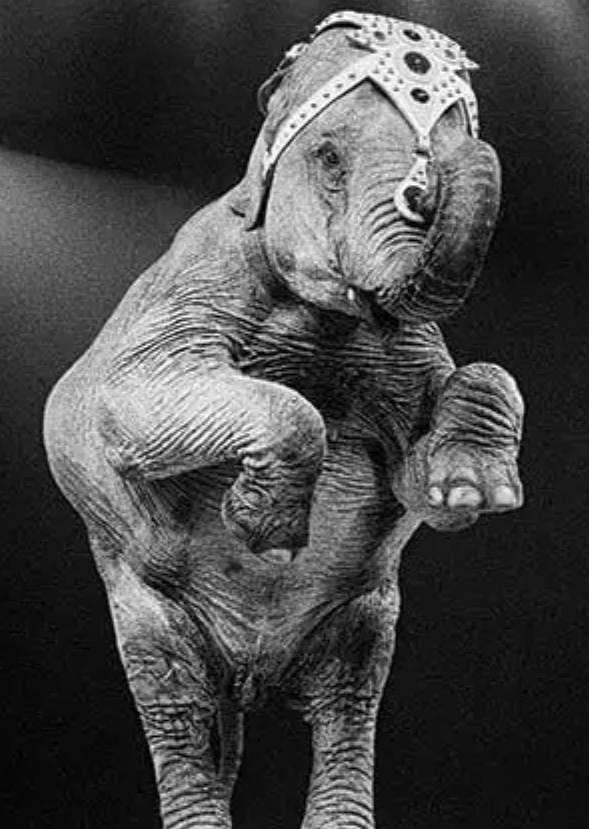 The Girl and The Elephant Fan Casting on myCast