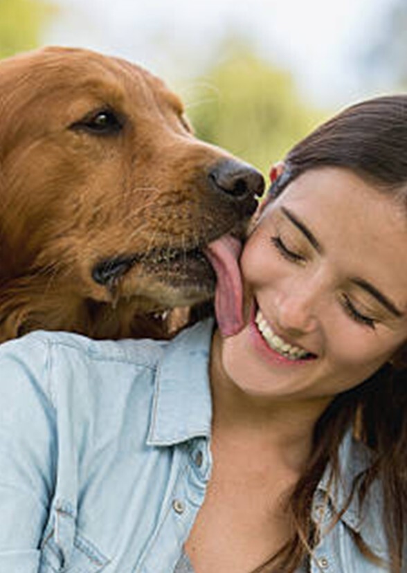 Fan Casting Picardy Spaniel licking Bradley Simpson (Can We Dance - The Vamps) as Male ...