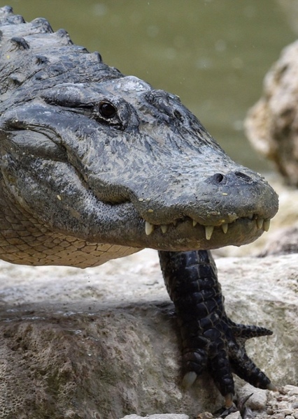 Karl Woolley on myCast - Fan Casting Your Favorite Stories