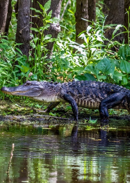 Hyacinth Hippo and Ben Ali Gator on myCast - Fan Casting Your Favorite ...