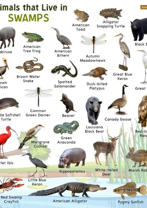 The Wetlands (PBS Nature Series) Fan Casting on myCast