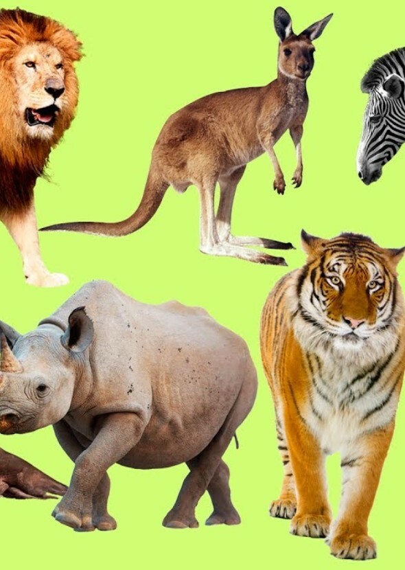 The Wild Animals (Documentary Series) Fan Casting on myCast